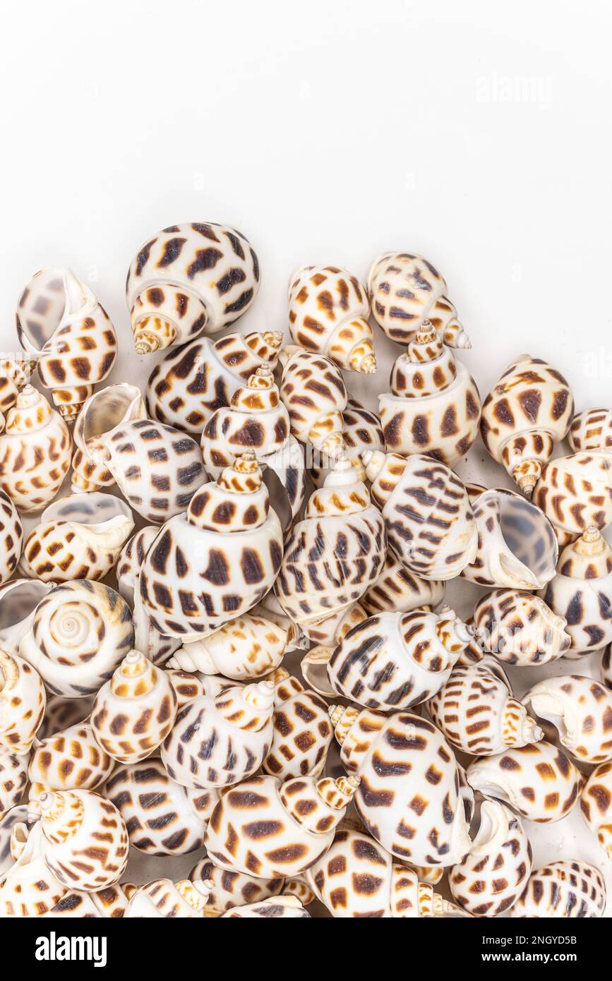 set of clam mollusc shells isolated on white background Stock Photo - Alamy
