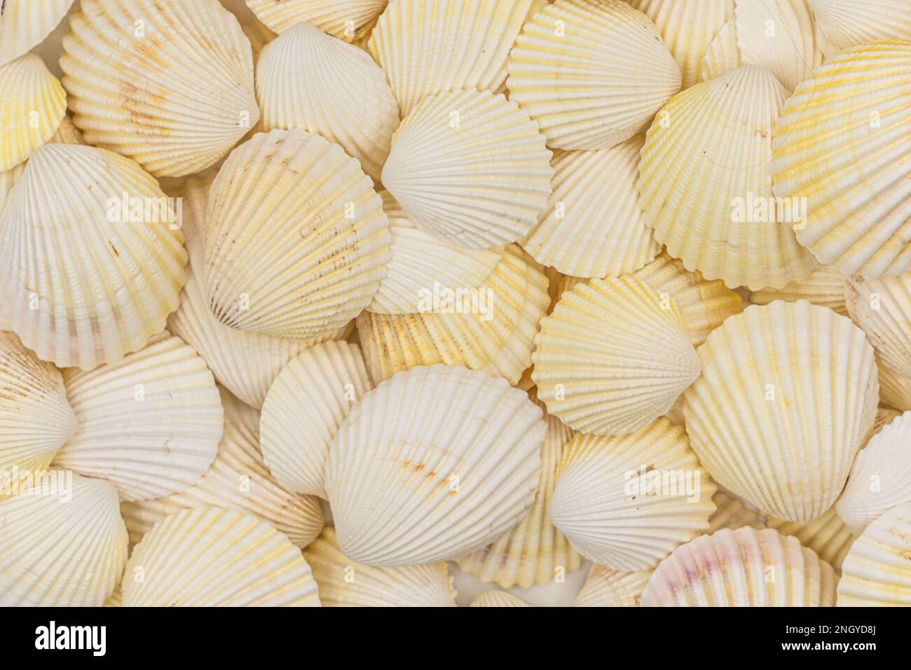set of clam mollusc shells isolated on white background Stock Photo - Alamy