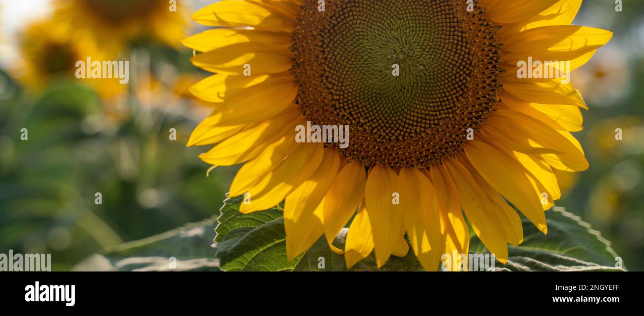Beautiful sunflower garden. field of blooming sunflowers against the ...