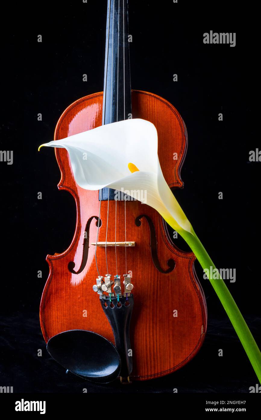 Violin And Calla Lily Stock Photo - Alamy