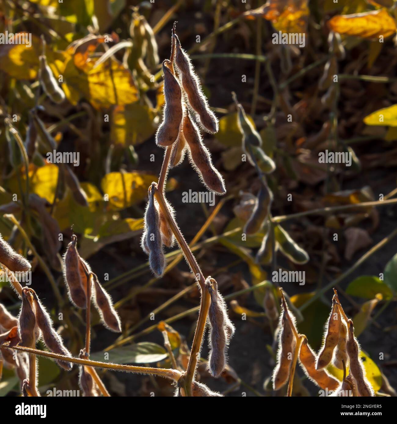 Ripe soybean plants await the harvester in an Iowa farm field Stock ...