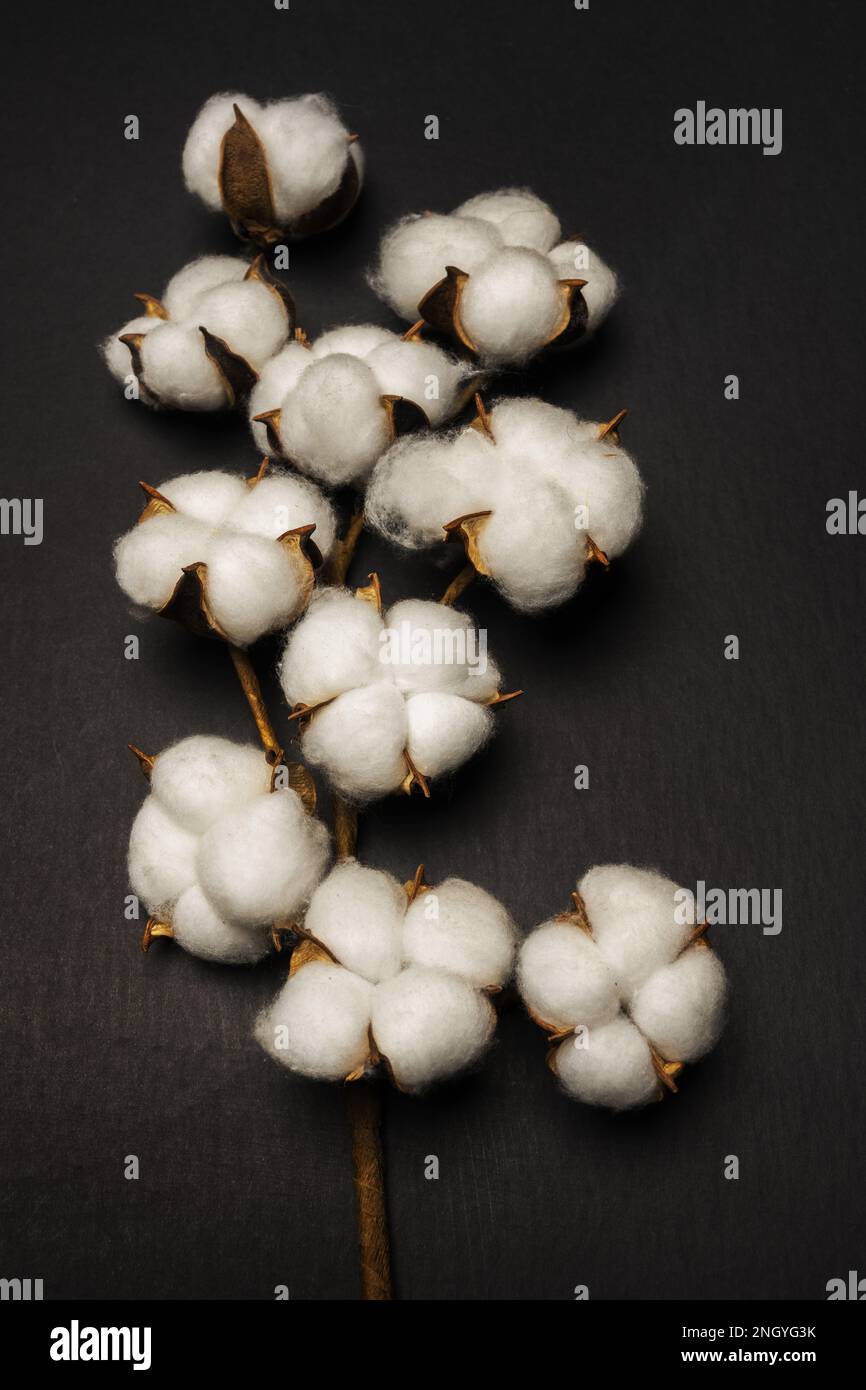 Cotton branch with several open buds on a black surface Stock Photo - Alamy