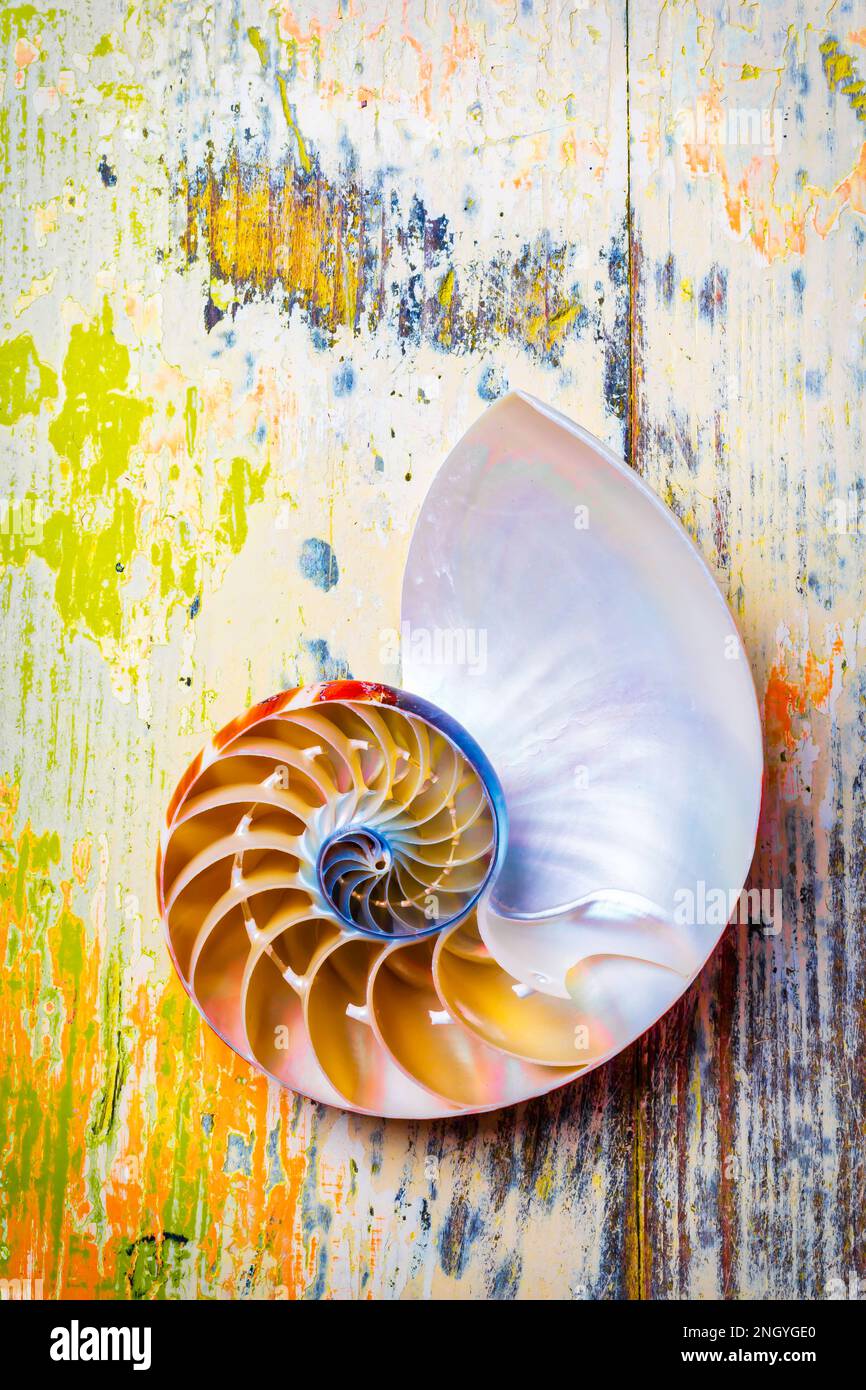 Nautilus Shell On Old Board Stock Photo - Alamy