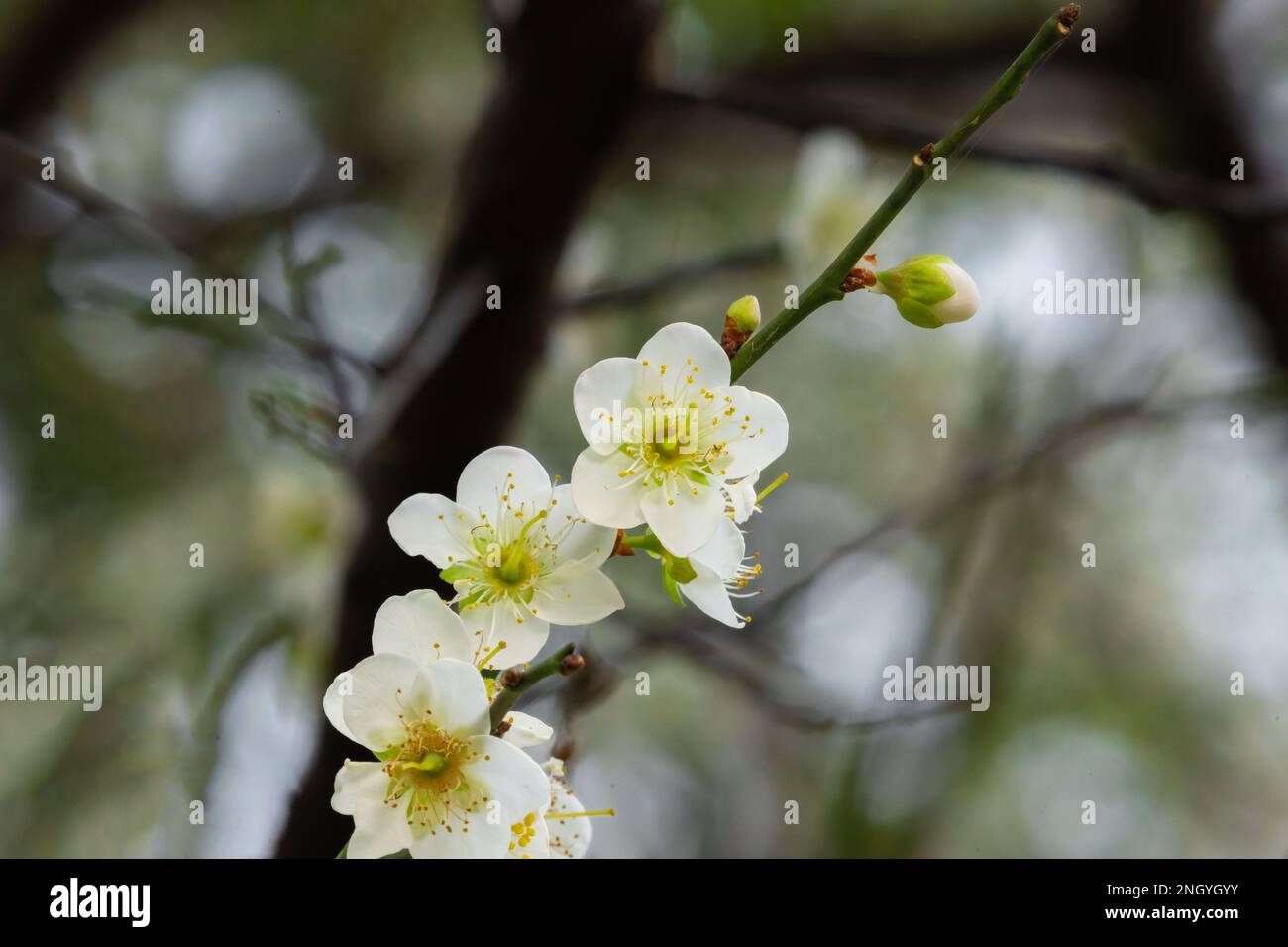 White plum is graceful, strong and indomitable. Close-up shots of ...