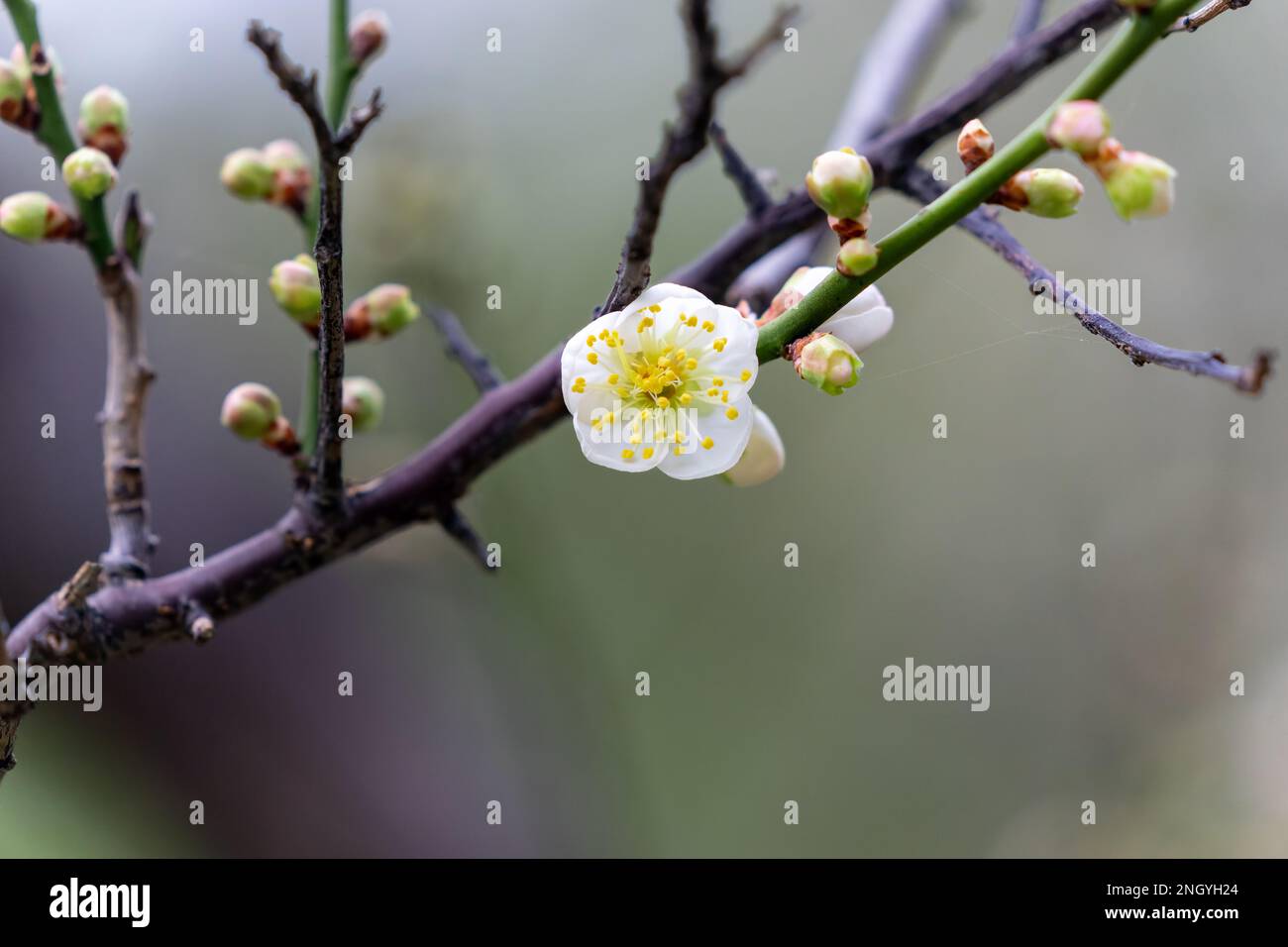 White plum is graceful, strong and indomitable. Close-up shots of ...