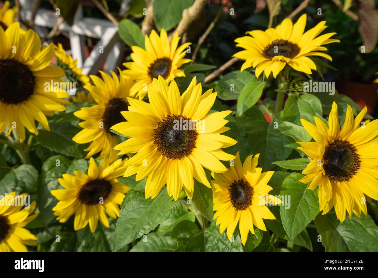 The sunflower flower that makes people feel cheerful. Seed Needs, Dwarf ...