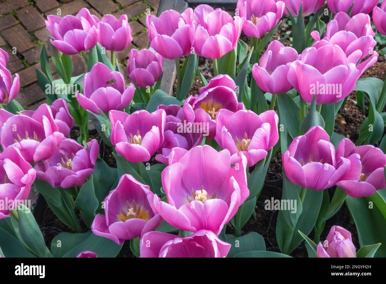 There are several pink tulips blooming in the garden. Buds and green ...