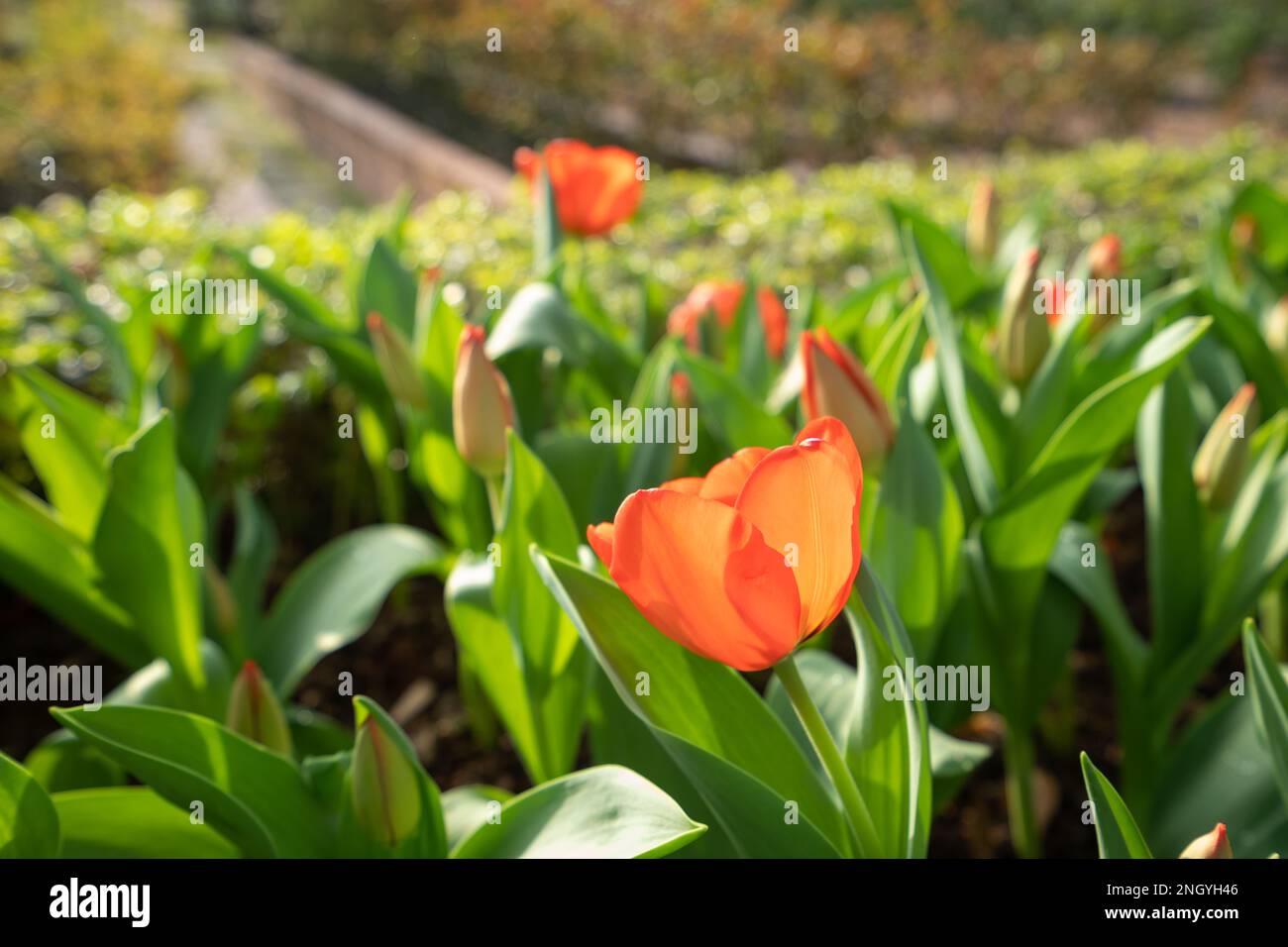 There are several red tulips blooming in the garden. Buds and green ...