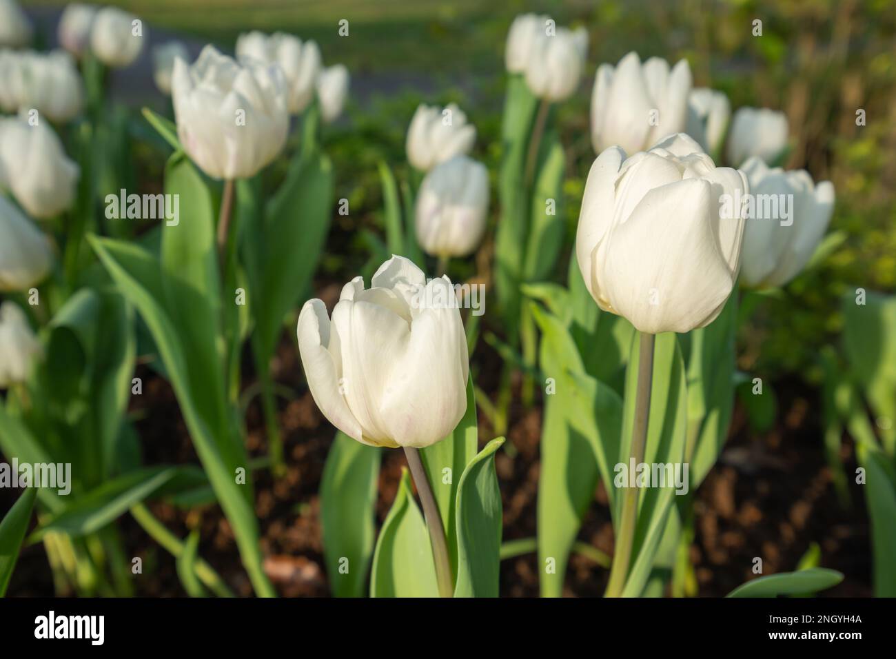 There are several white tulips blooming in the garden. Buds and green ...