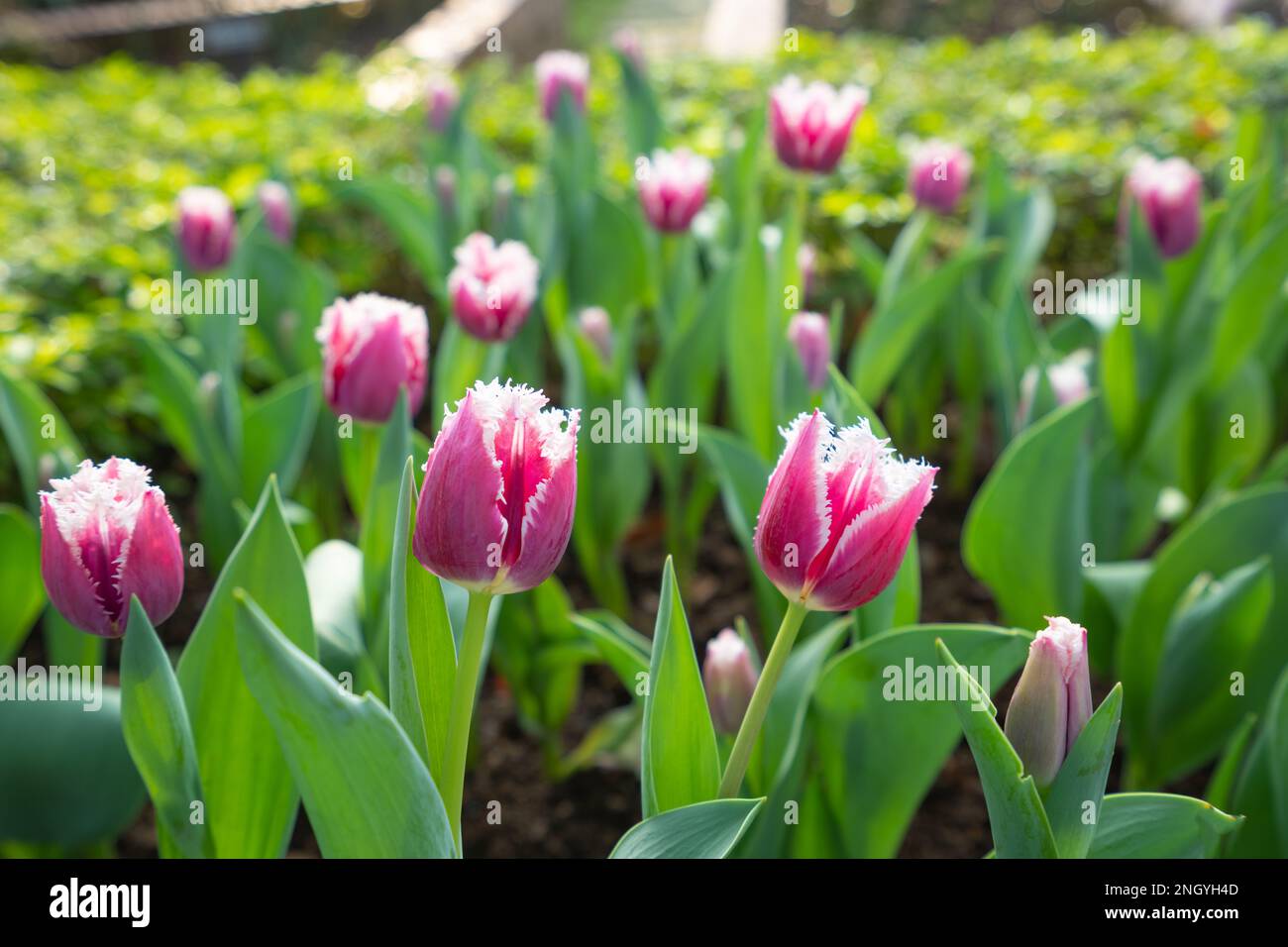 There are several pink tulips blooming in the garden. Buds and green ...