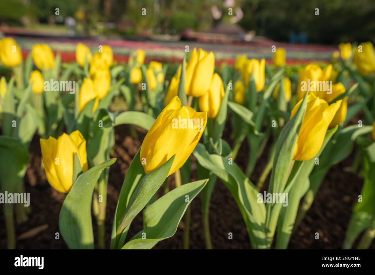 There are several Yellow tulips blooming in the garden. Buds and green ...