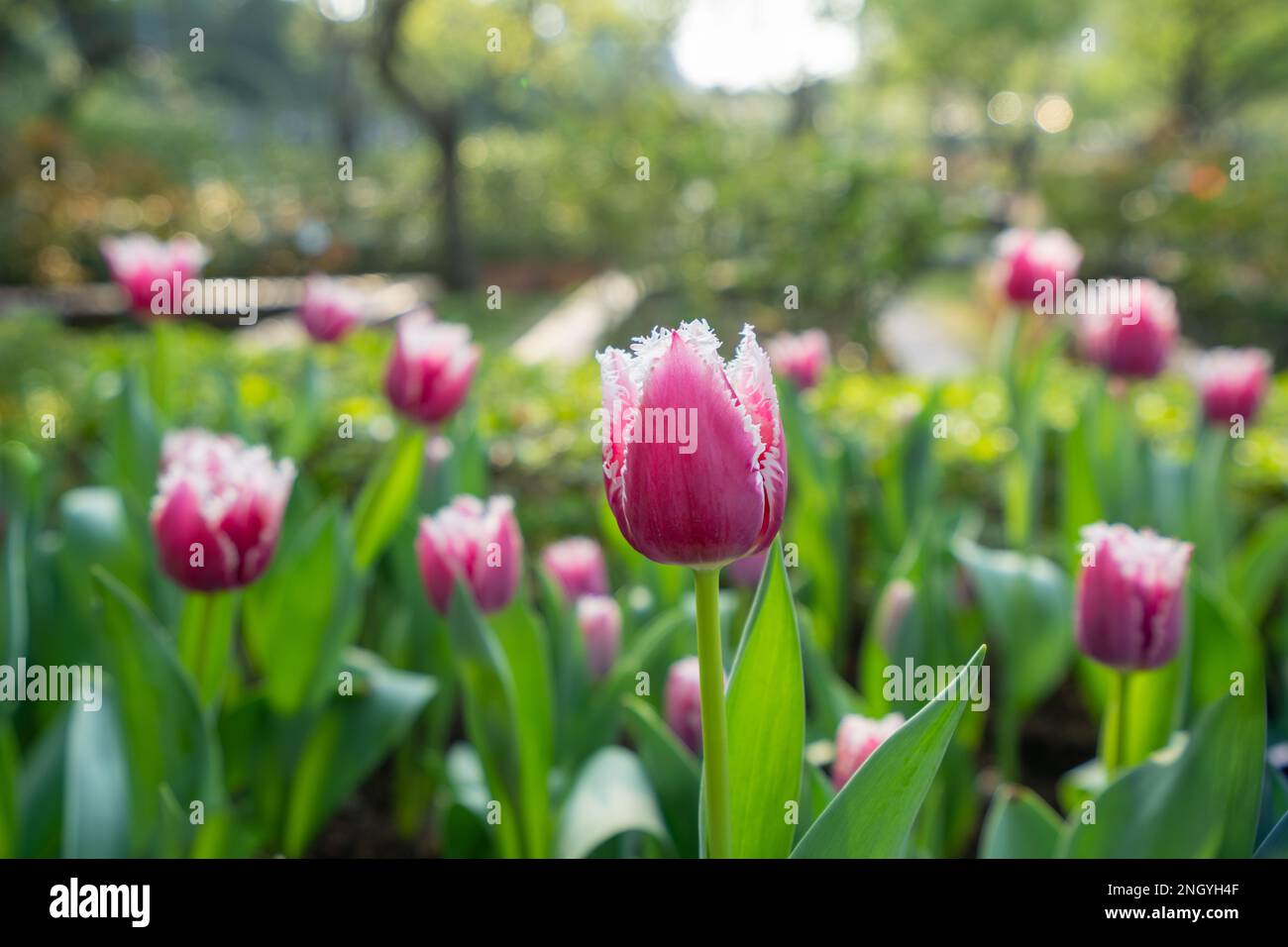 There are several pink tulips blooming in the garden. Buds and green ...
