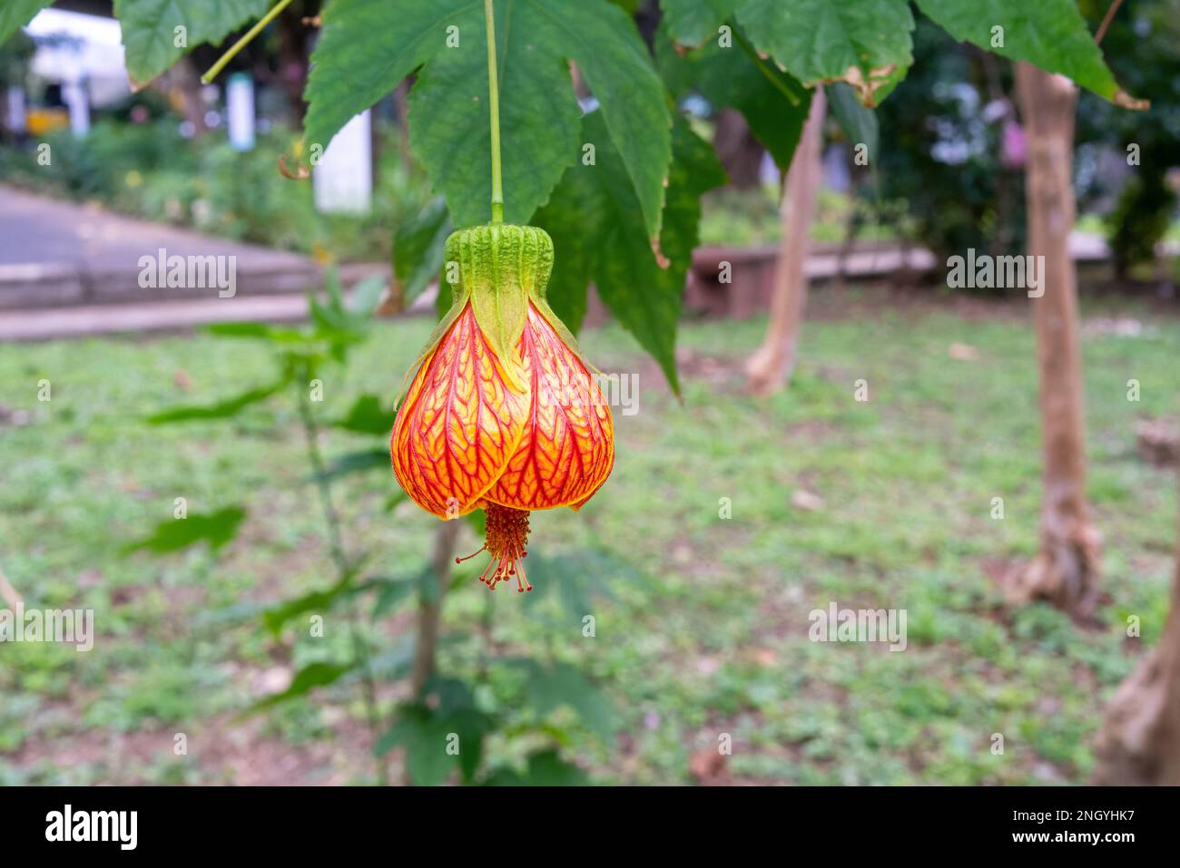 Abutilon(Flowering Maple) is shaped like bells or lanterns. Close-up ...