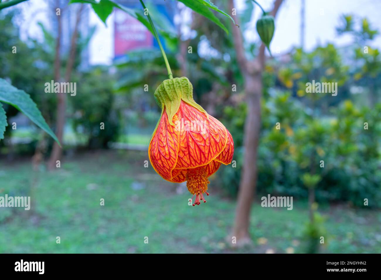 Abutilon(Flowering Maple) is shaped like bells or lanterns. Close-up ...