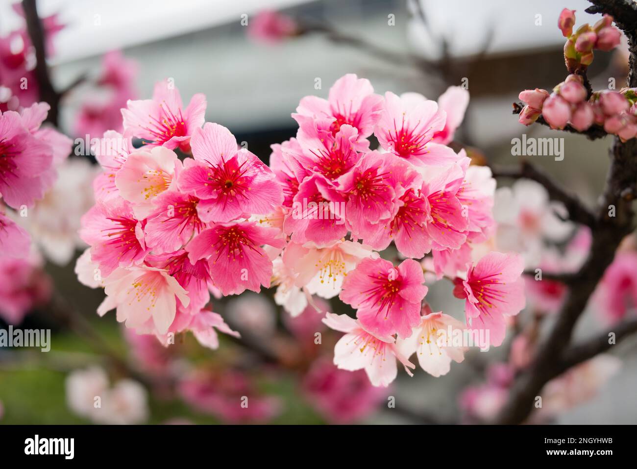 Sakura with raindrops. Fresh pink cherry blossoms after the rain ...
