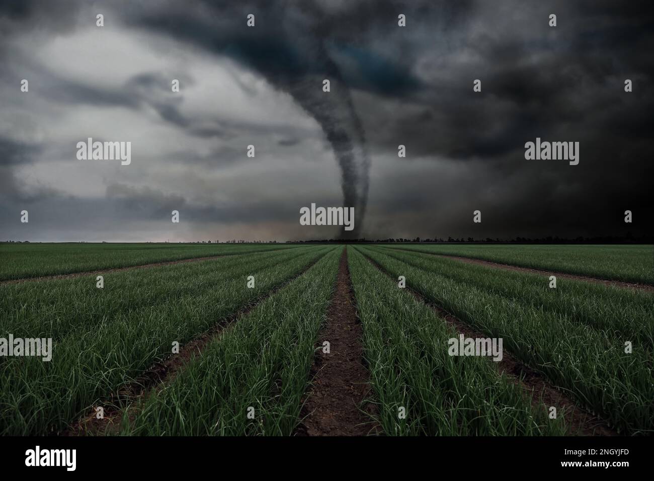 Dangerous whirlwind at agricultural field. Weather phenomenon Stock ...