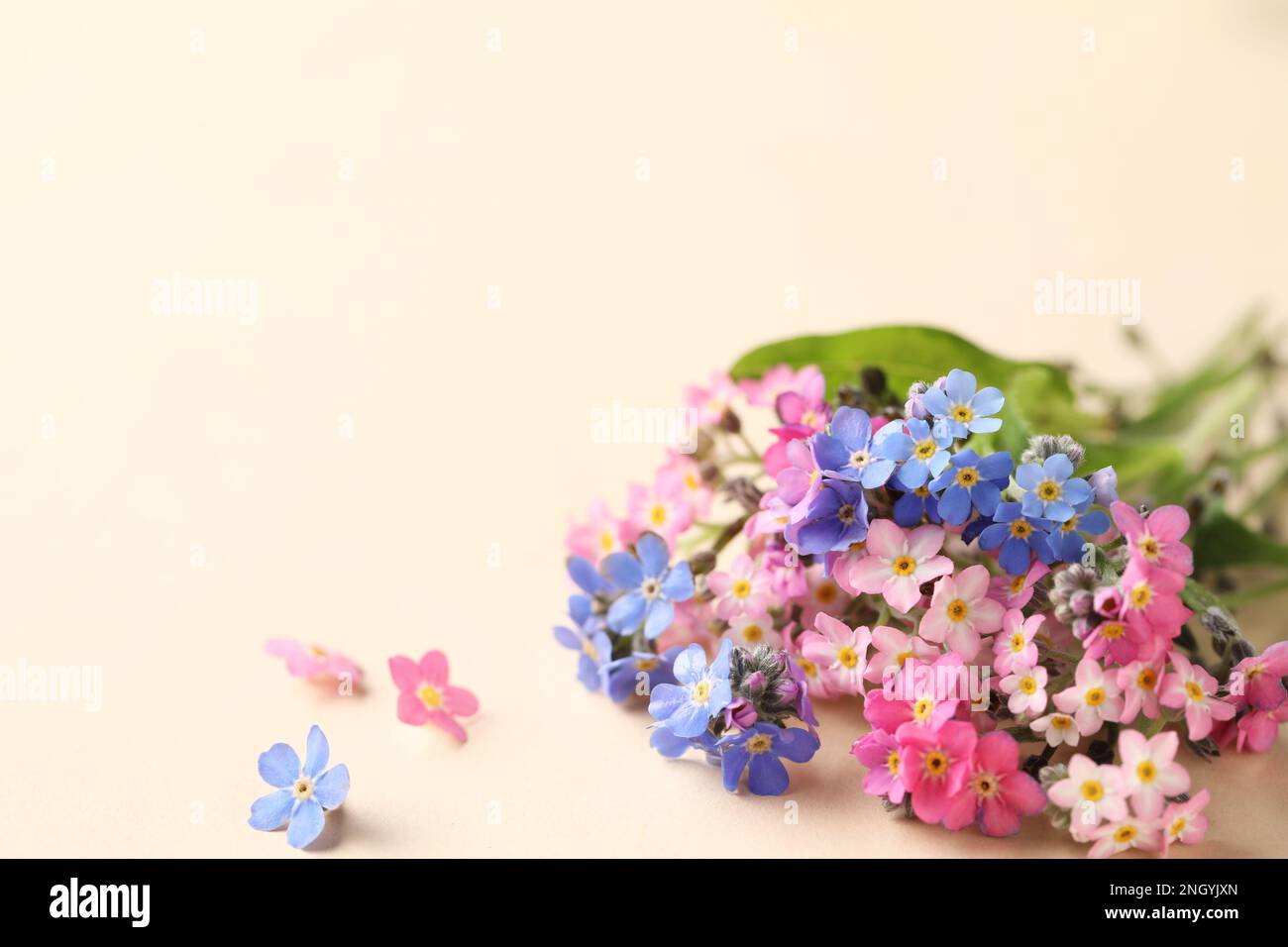 Beautiful Forget-me-not flowers on beige background, closeup. Space for ...