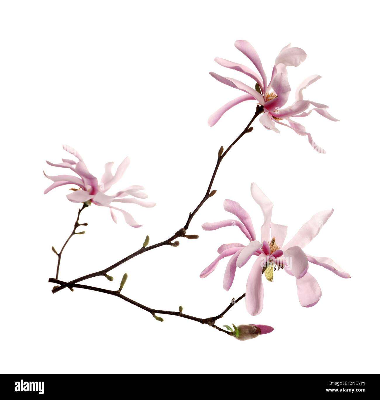 Magnolia tree branch with beautiful flowers isolated on white Stock ...
