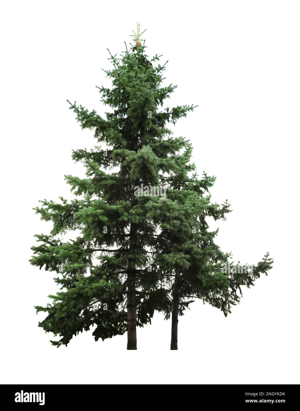 Beautiful evergreen fir trees on white background Stock Photo - Alamy