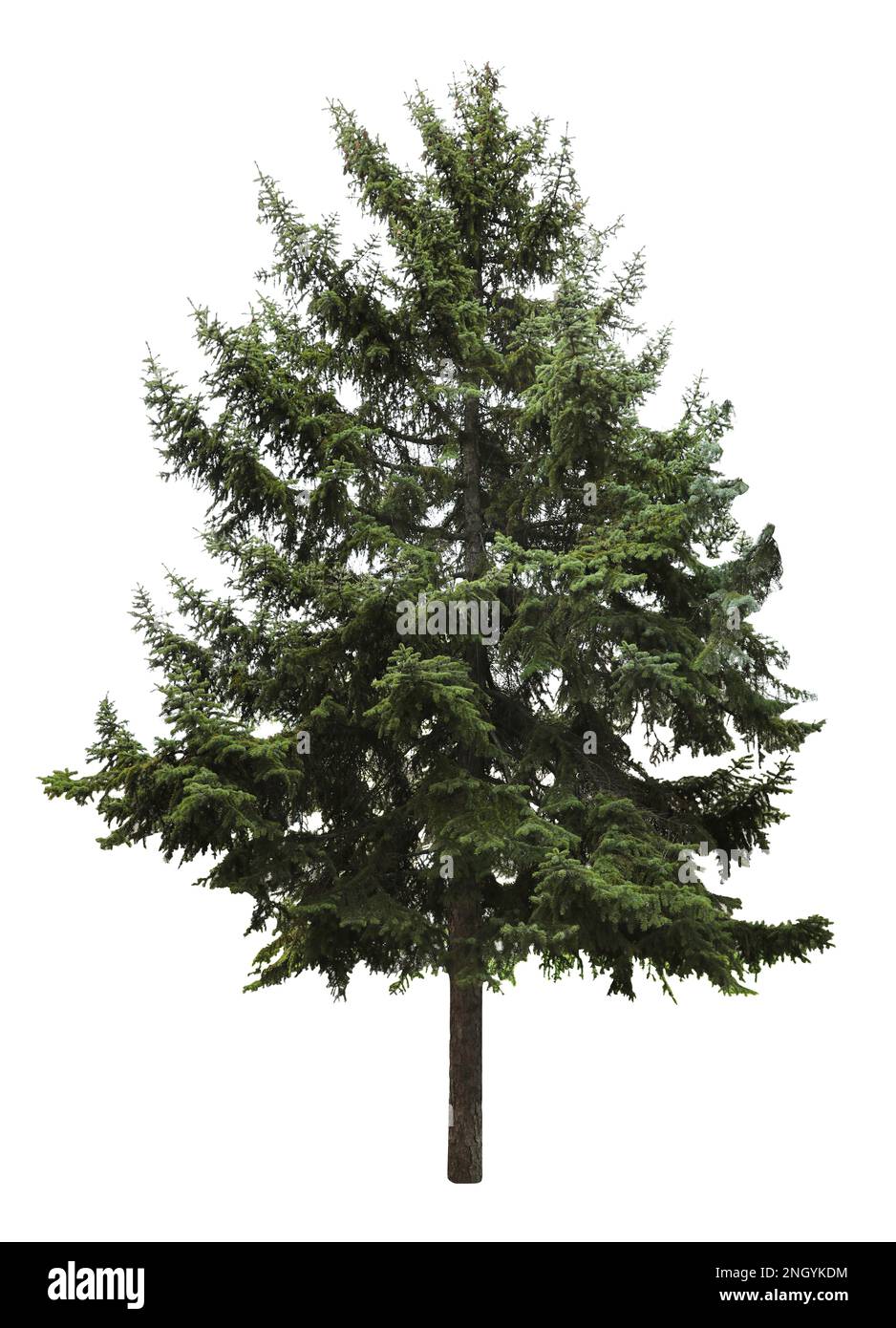 Beautiful evergreen fir tree on white background Stock Photo - Alamy