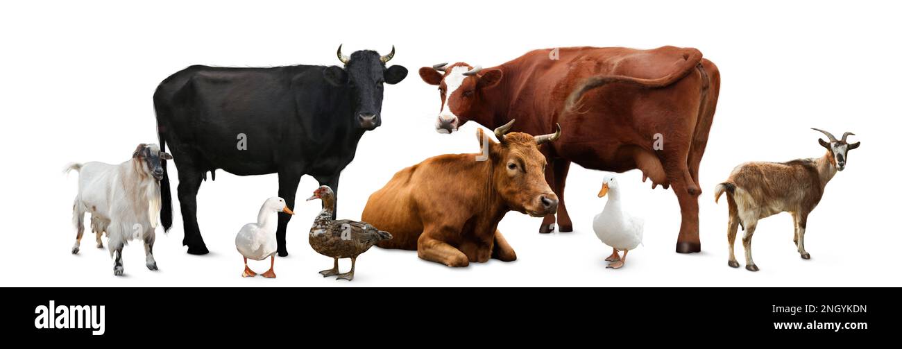 Group of different farm animals on white background. Banner design ...