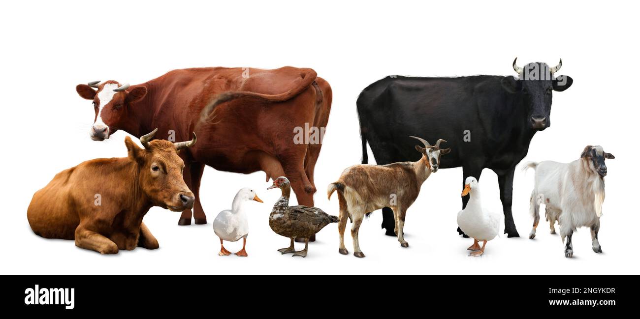 Group of different farm animals on white background. Banner design ...