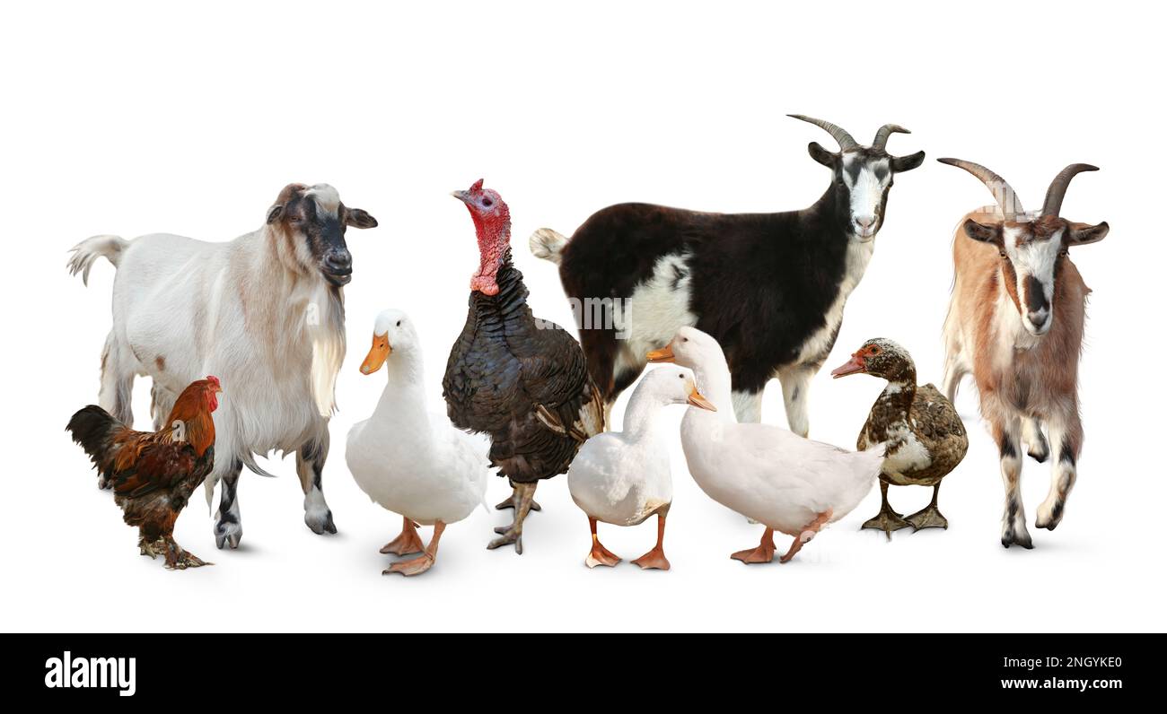 Group of different farm animals on white background. Banner design ...