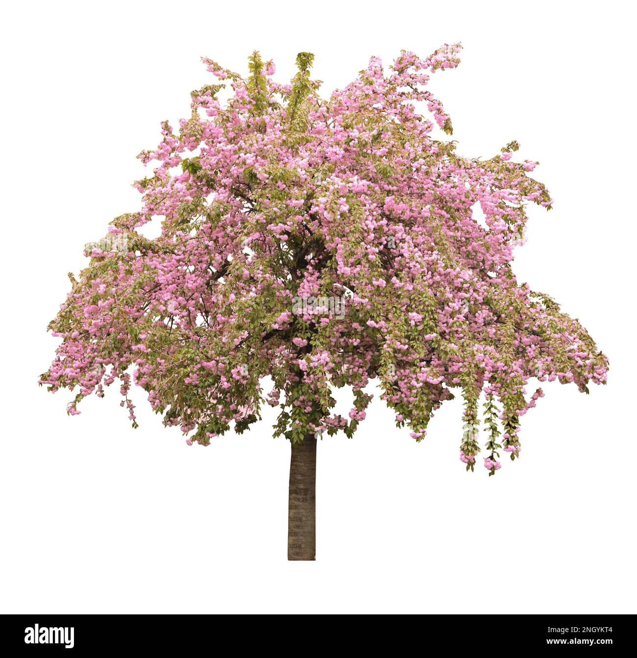 Beautiful blossoming sakura tree on white background Stock Photo - Alamy