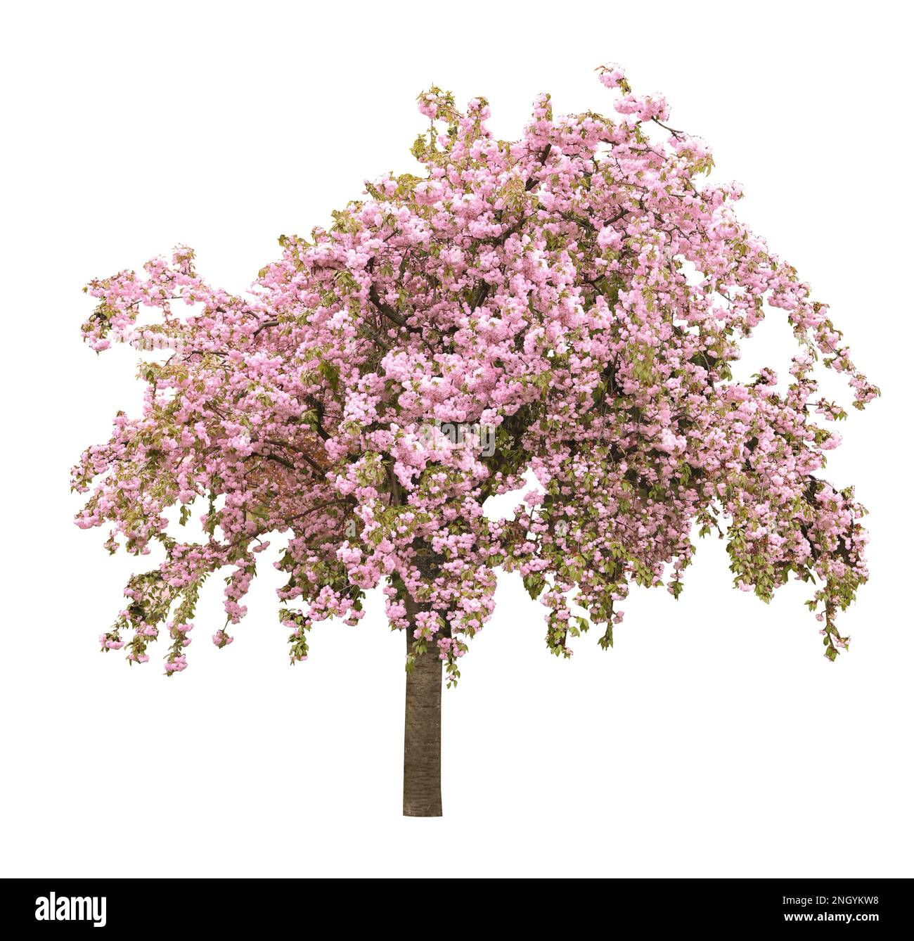 Beautiful blossoming sakura tree on white background Stock Photo - Alamy