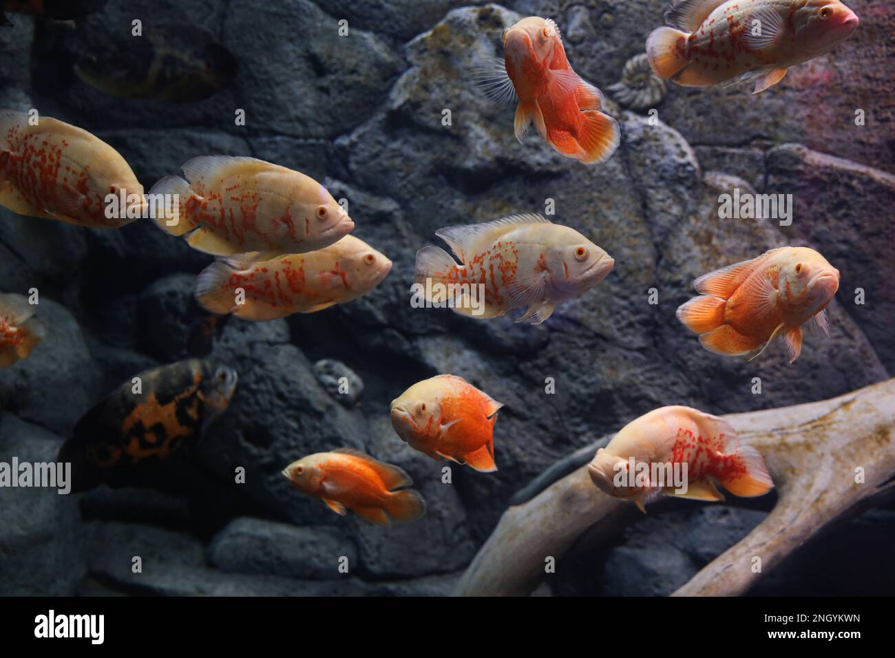 Large aquarium many fishes hi-res stock photography and images - Alamy