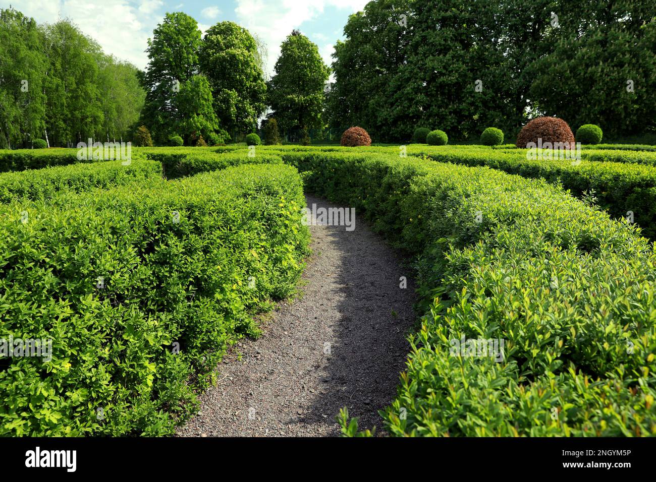 Privet hedge maze hi-res stock photography and images - Alamy