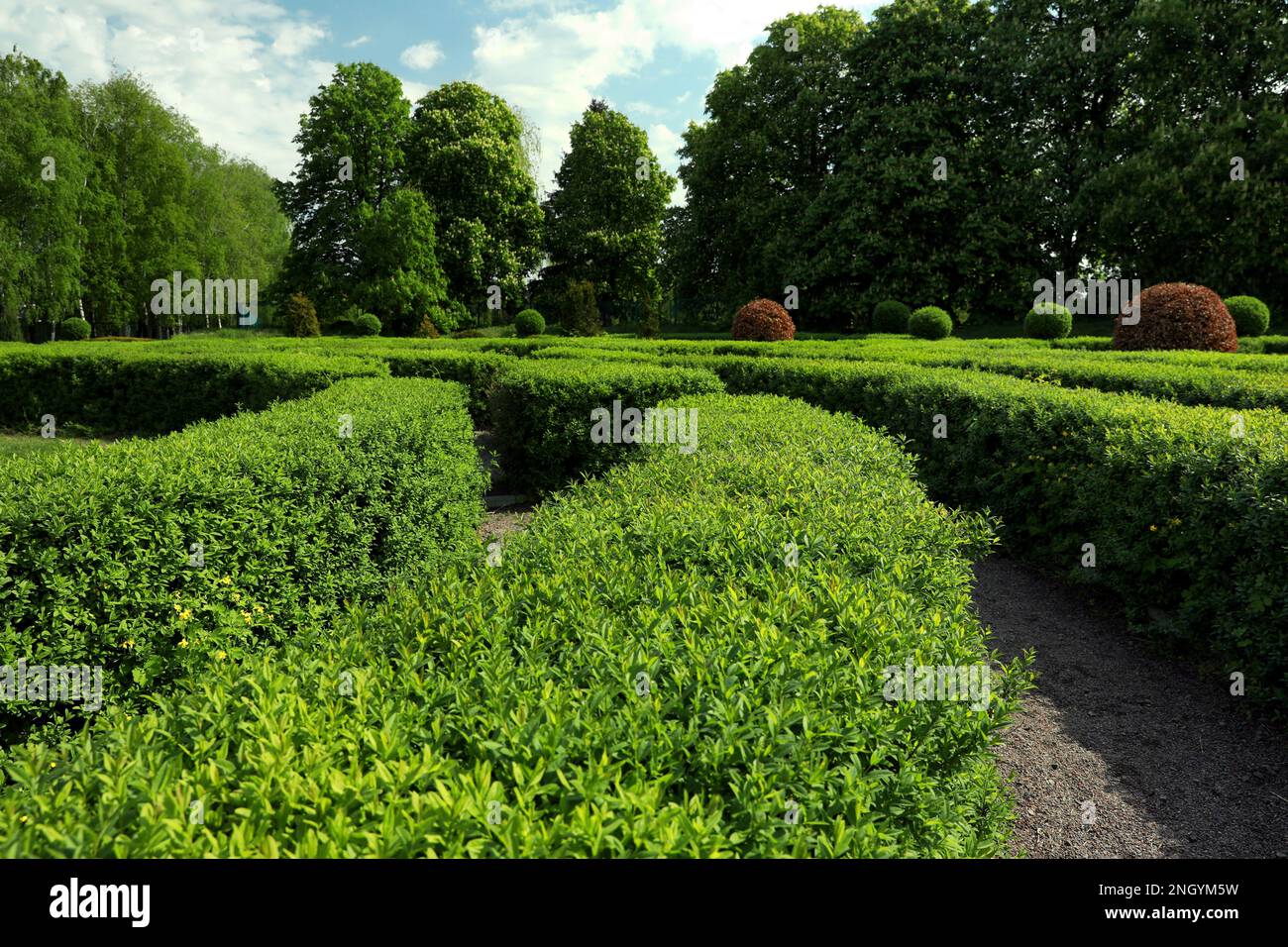 Privet hedge maze hi-res stock photography and images - Alamy