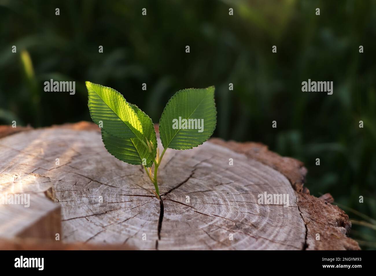 Young green seedling growing out of tree stub outdoors. New life ...