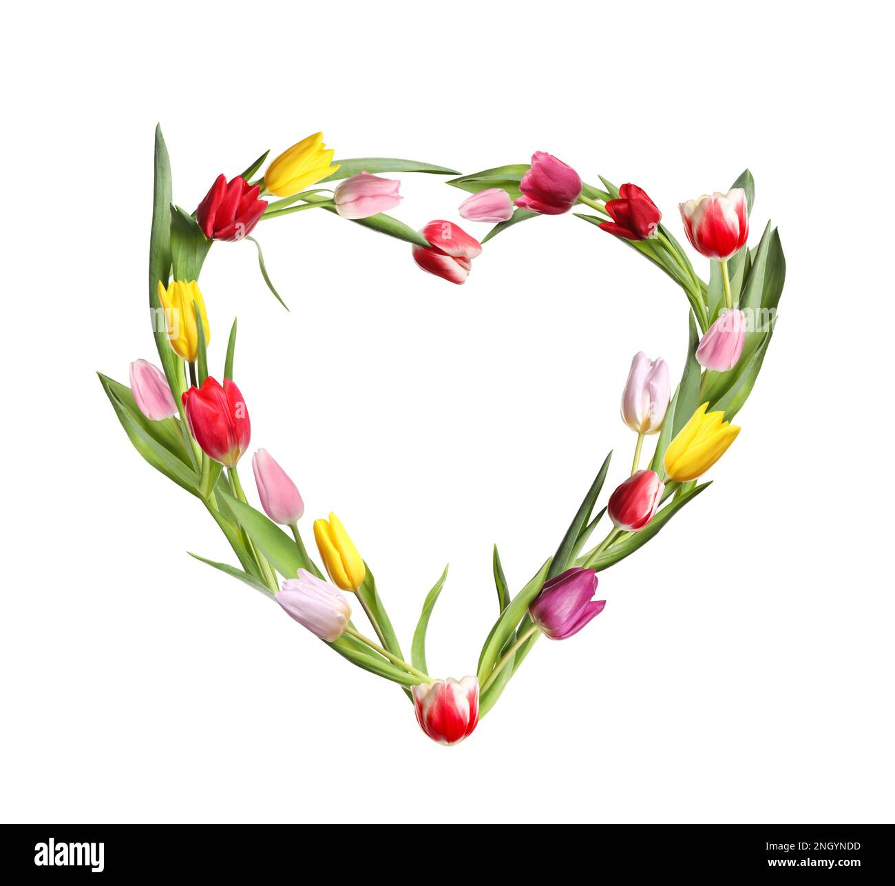 Beautiful heart shaped composition made with bright tulips on white ...