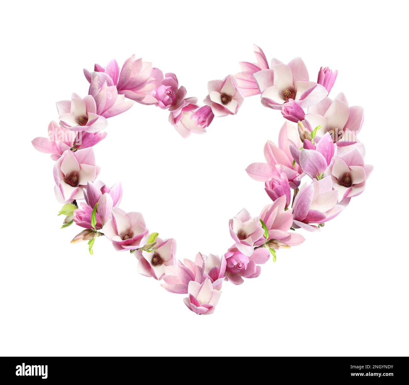 Beautiful heart shaped composition made with tender magnolia flowers on ...