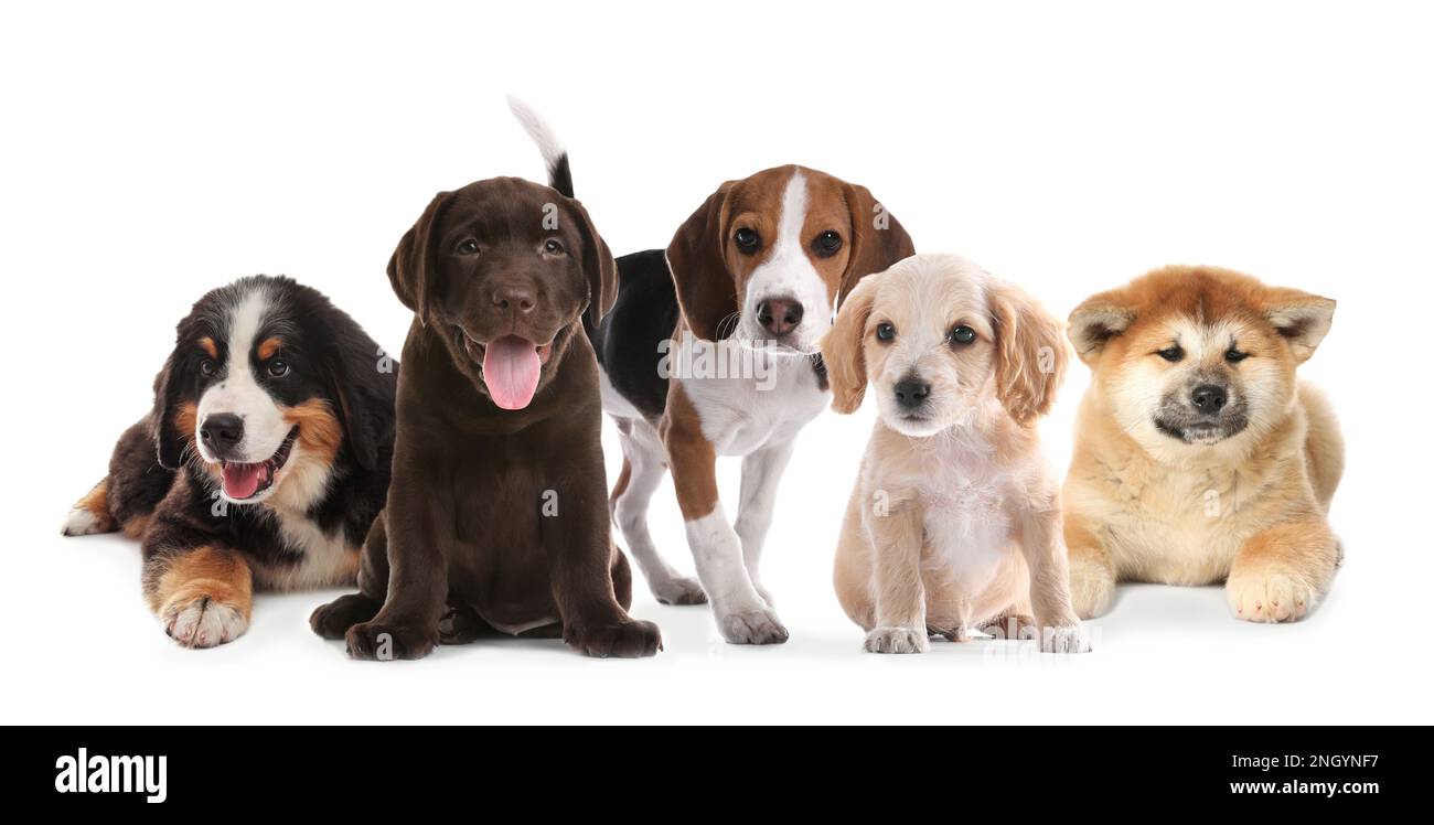 Group of adorable puppies on white background. Banner design Stock ...