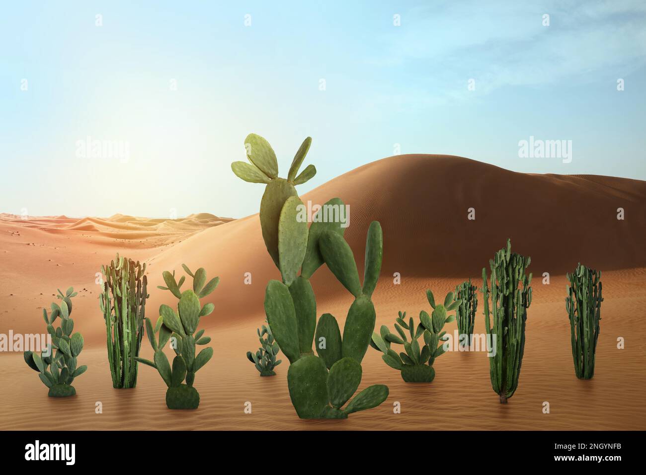 Beautiful rippled cactus hi-res stock photography and images - Alamy