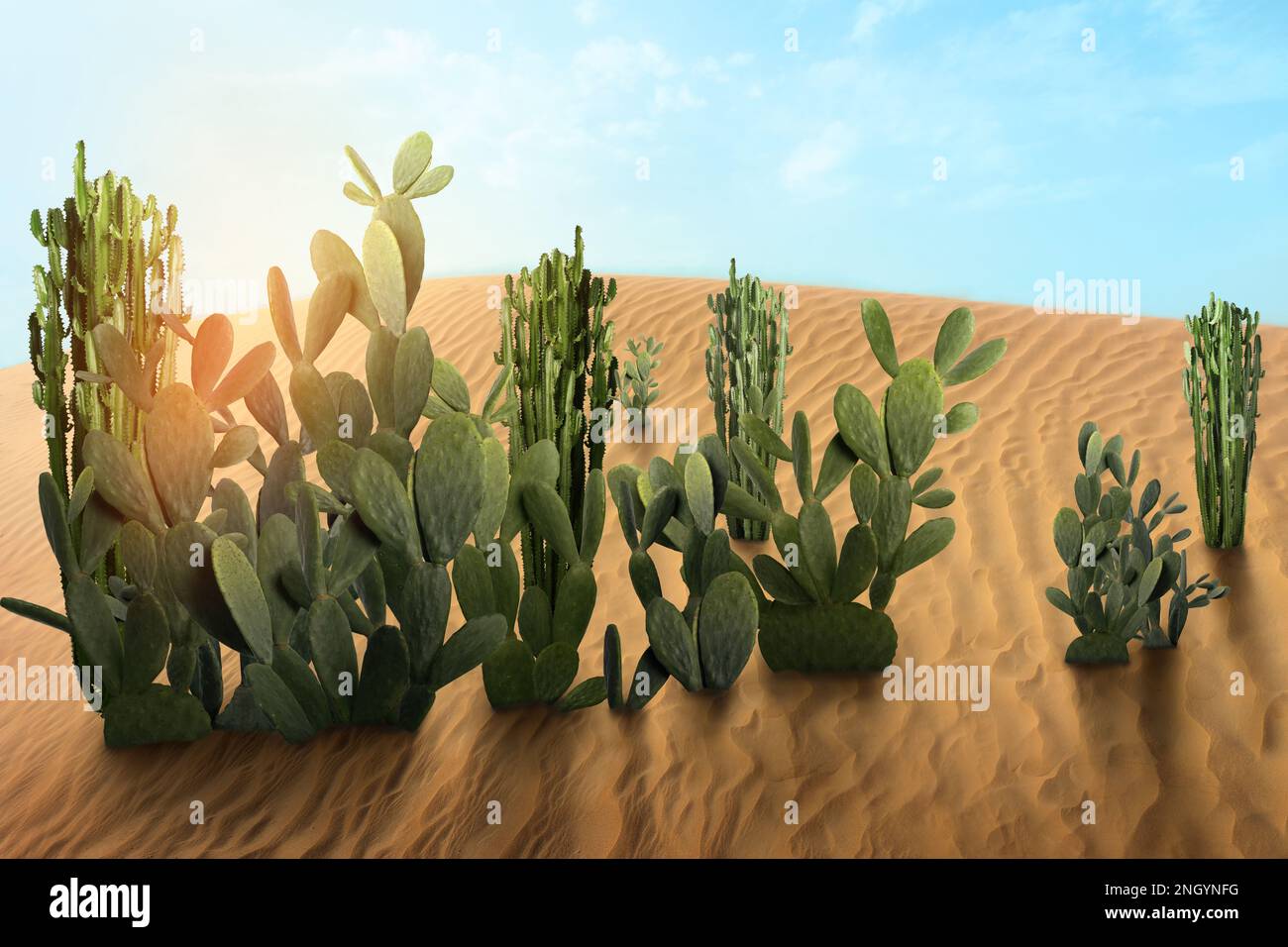 Beautiful rippled cactus hi-res stock photography and images - Alamy