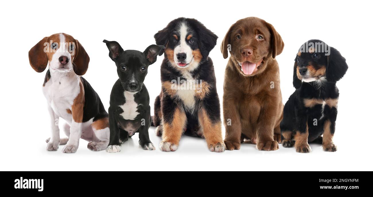 Group of adorable puppies on white background. Banner design Stock ...