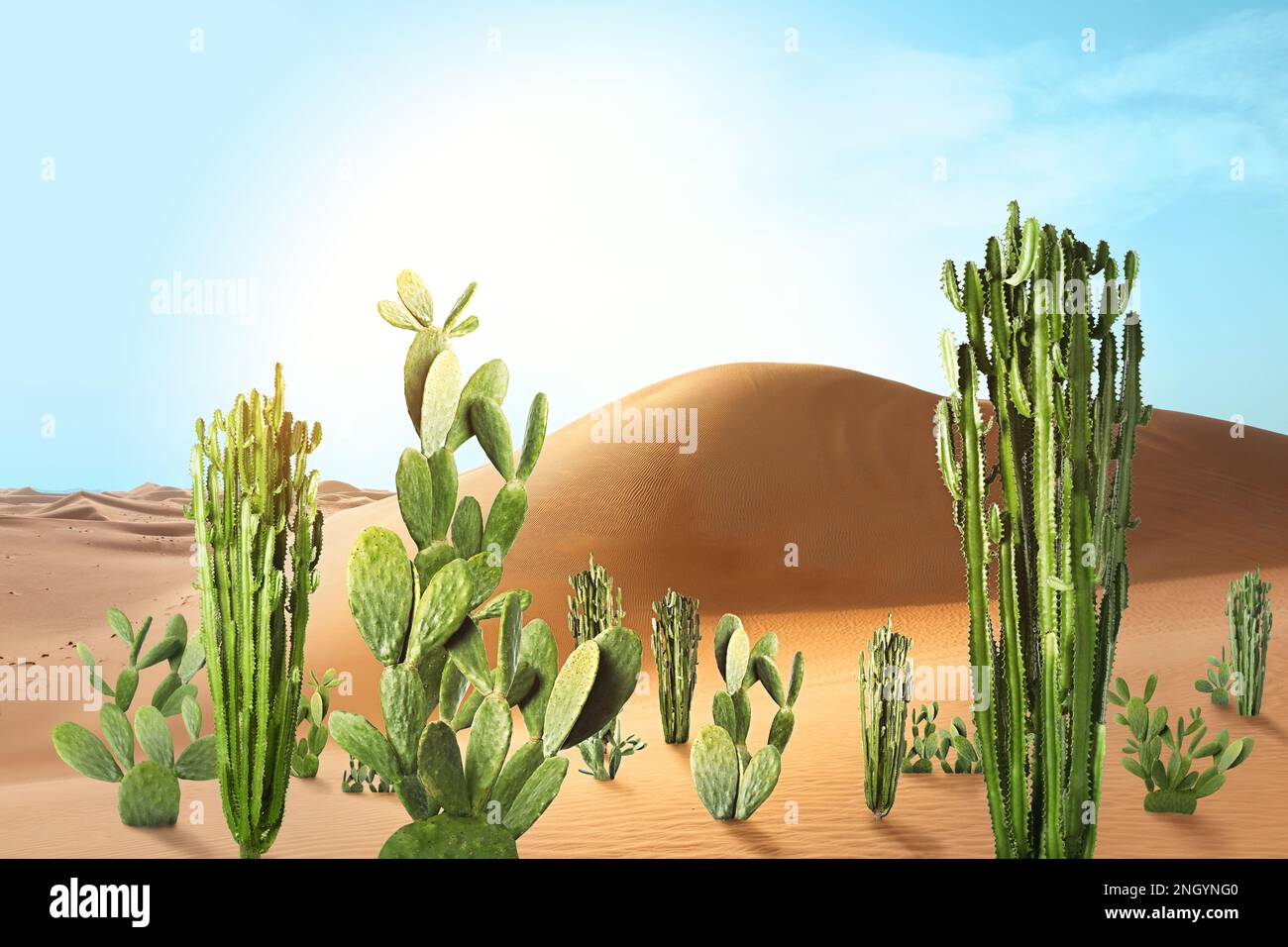 Beautiful rippled cactus hi-res stock photography and images - Alamy