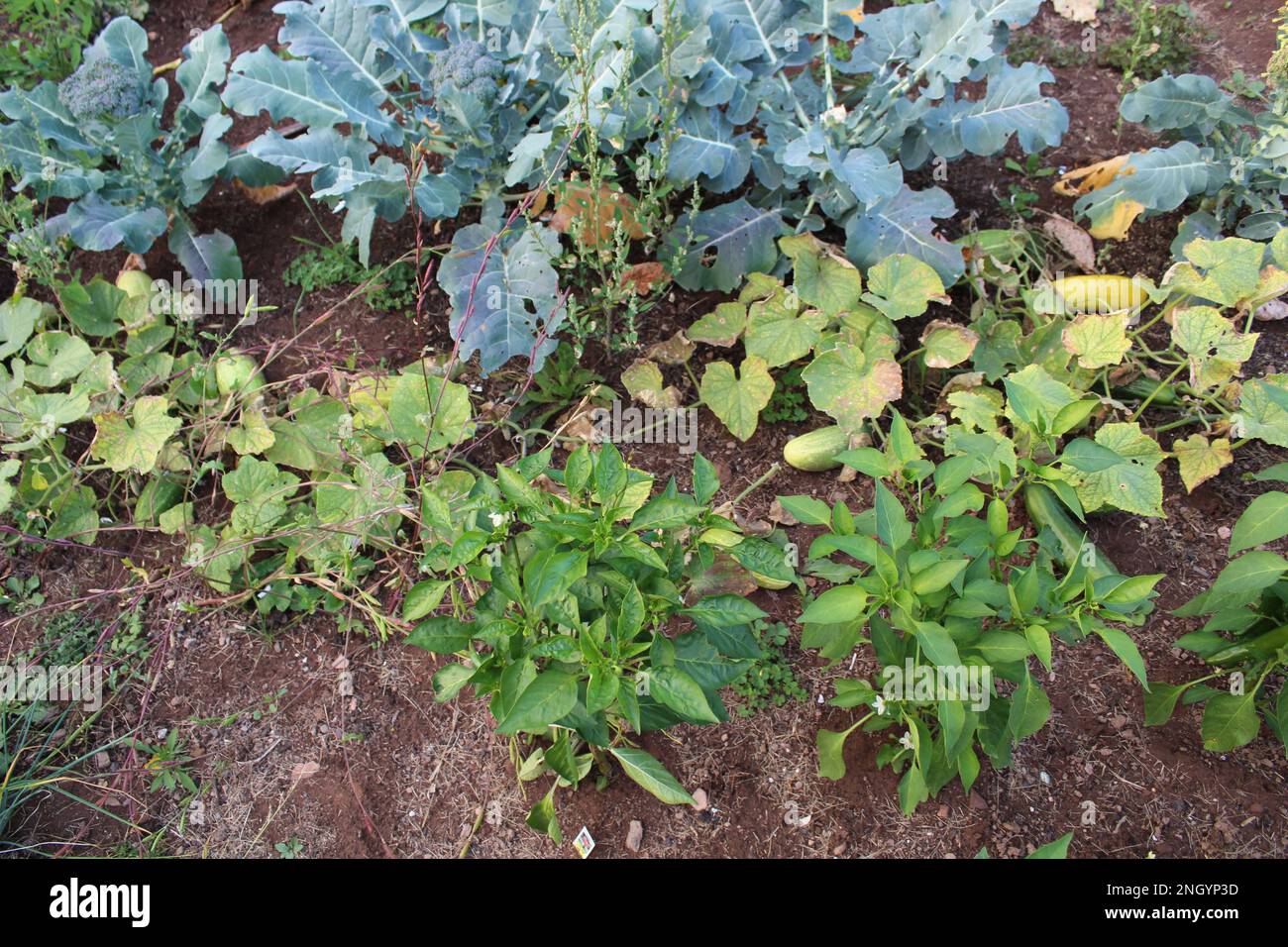 Home scale farming hi-res stock photography and images - Alamy