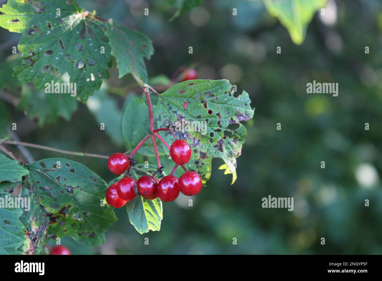 Red berries on a diseased bush with holes in it and fungus Stock Photo ...
