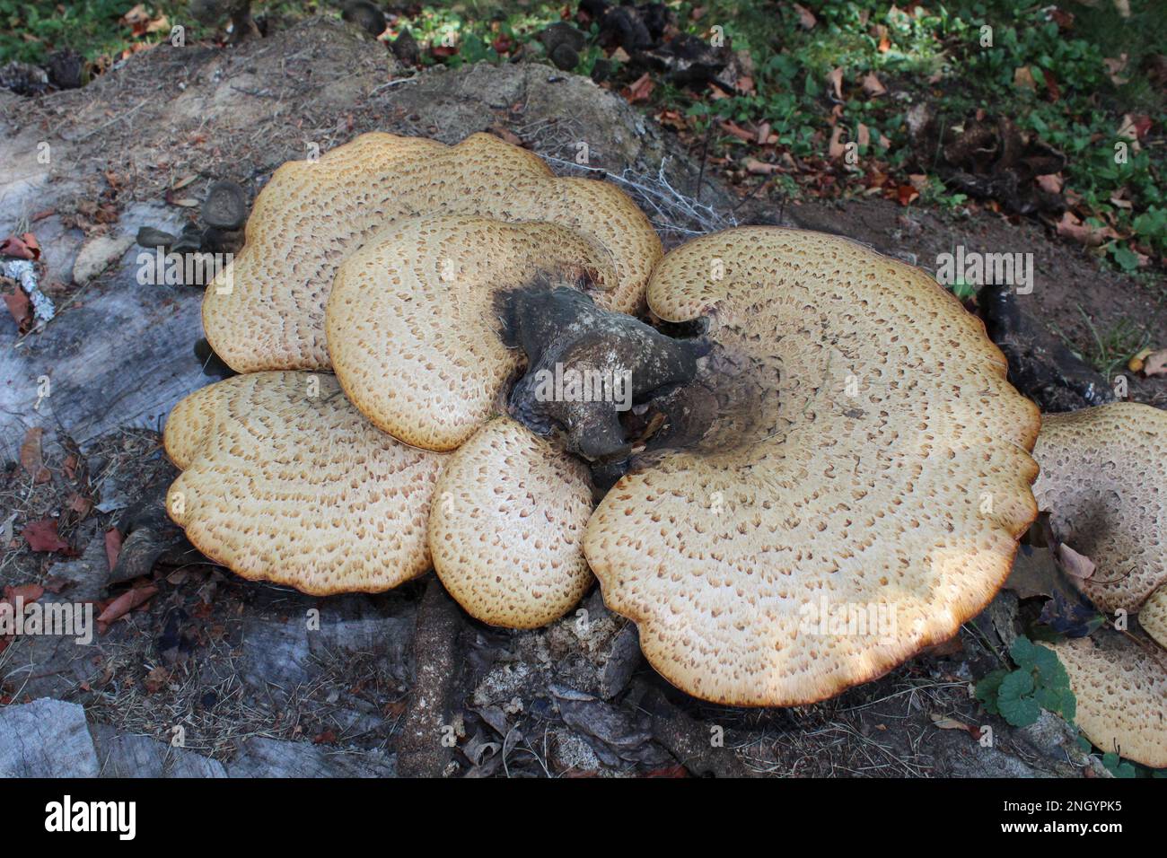 Polyporus squamosus aka Cerioporus squamosus is a basidiomycete bracket ...