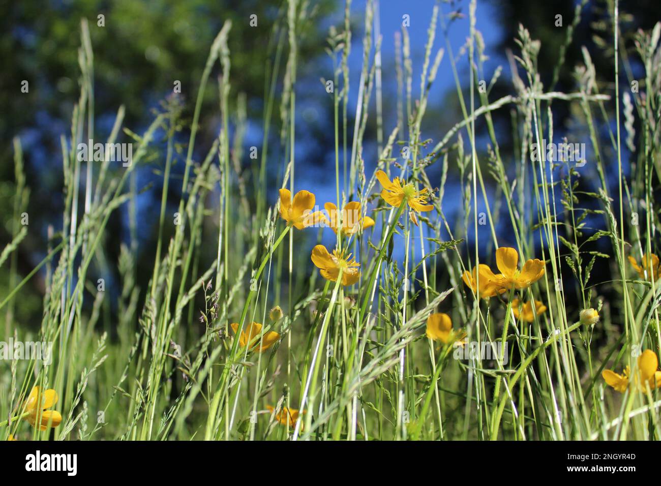 Rewilding flowers hi-res stock photography and images - Alamy