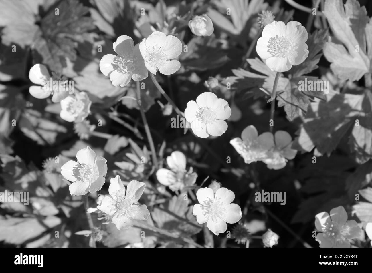 Black and white buttercup (Ranunculus flabellaris) flower spring ...
