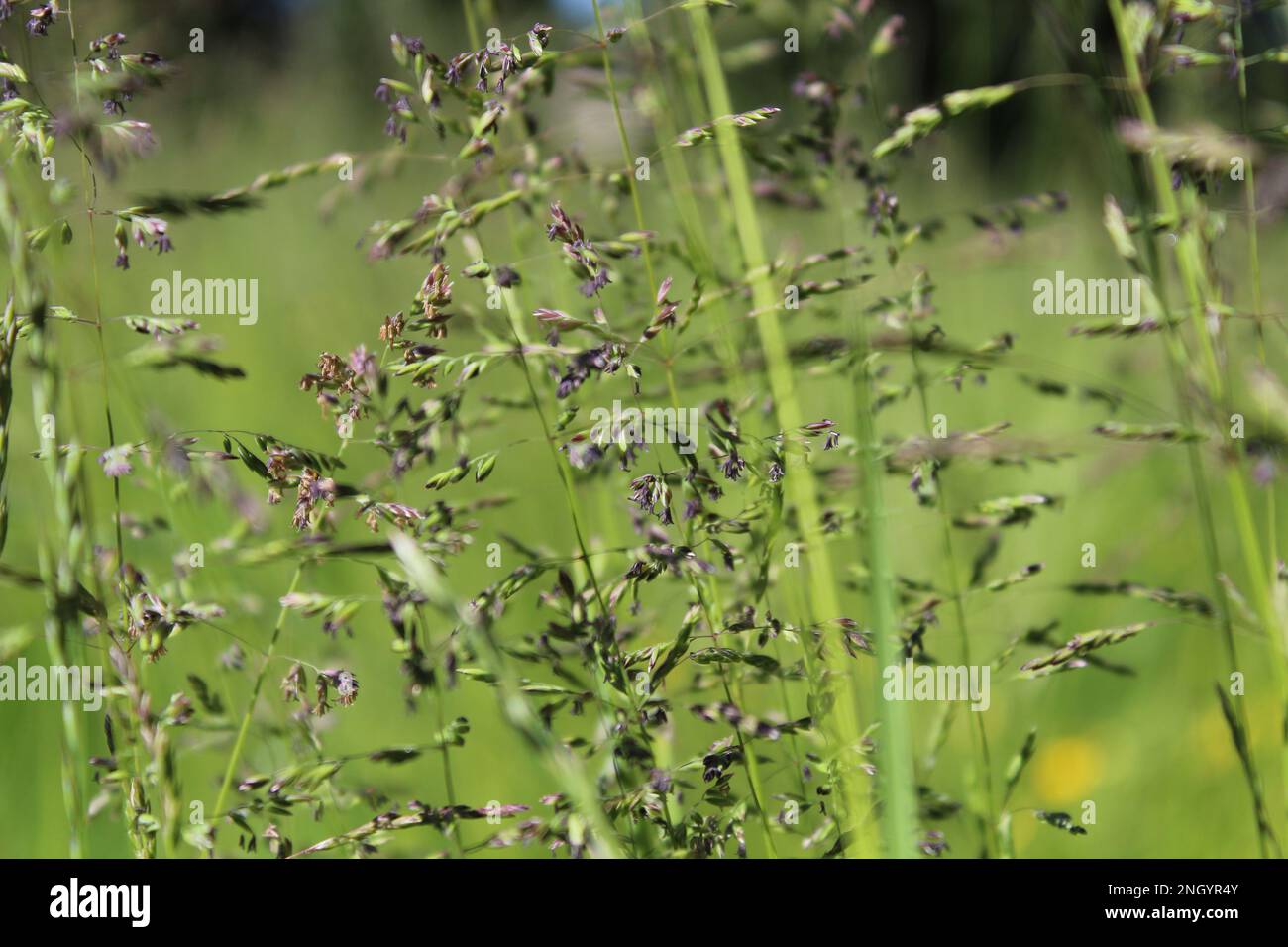 Tall grass at eye level. Overgrown meadow with long grass in the sun ...