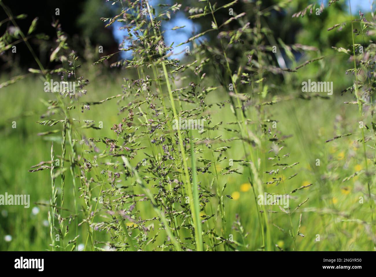Thriving ecosystem hi-res stock photography and images - Alamy
