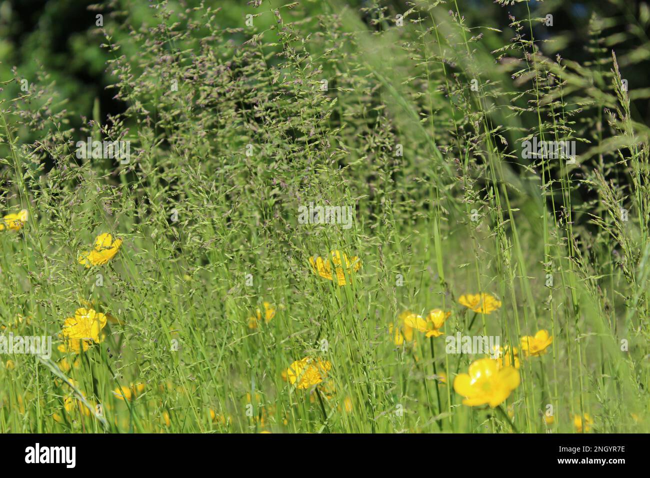 Yellow water buttercup meadow with long grass - photo taken among the ...