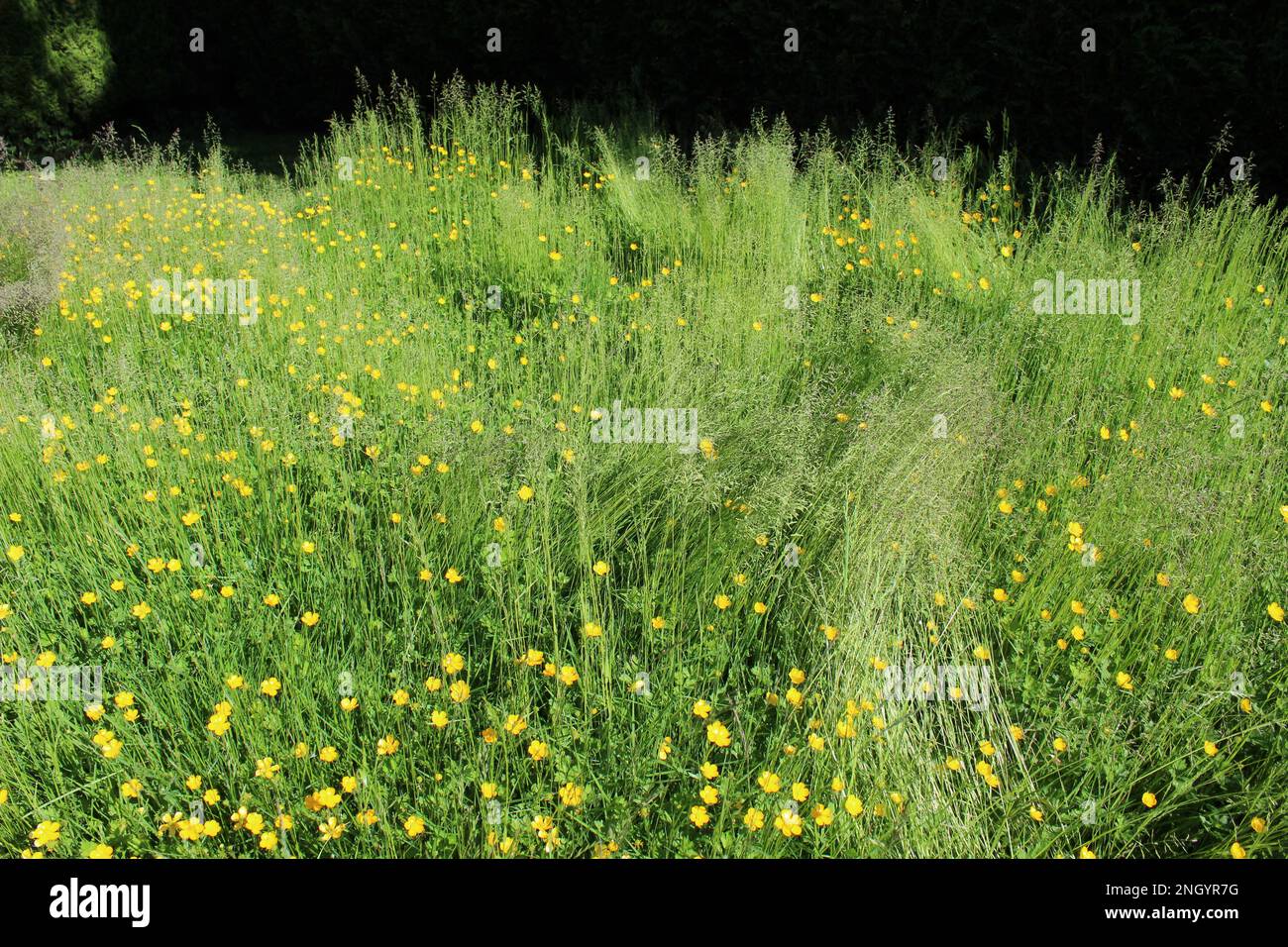 Tall grasses and flowers hi-res stock photography and images - Alamy