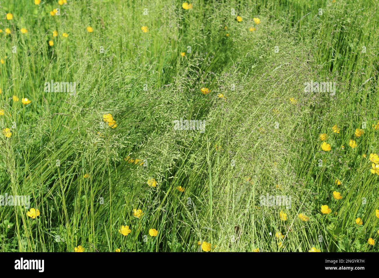 Tall grass meadow with yellow buttercups background Stock Photo - Alamy